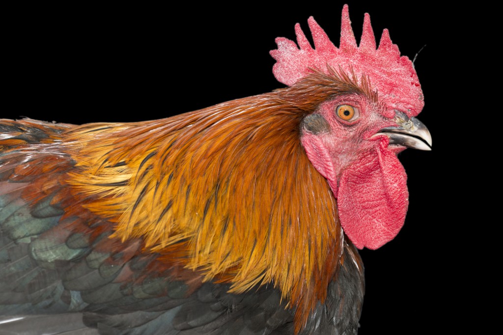 Black Copper Marans | Appleworm™ Orchard