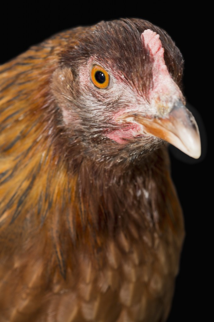 Red Dorking | Appleworm™ Orchard